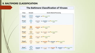 virus classification.pptx