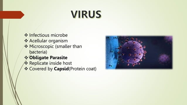 virus classification.pptx