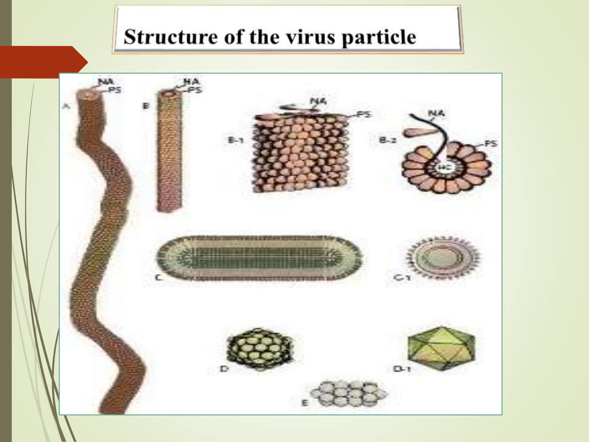 Virus_Classification of plant virus in virus | PPTX