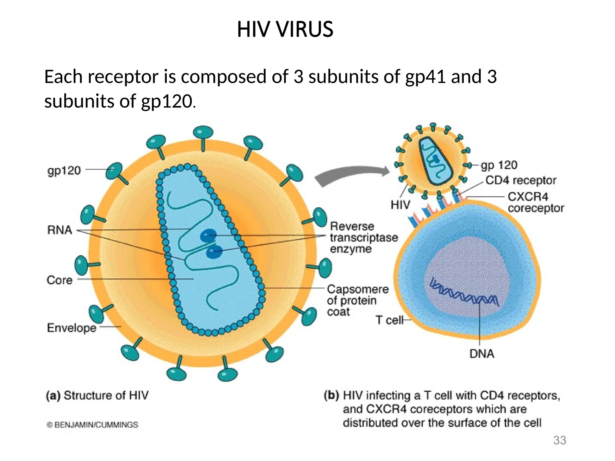 Structures and classification of viruses | PPTX