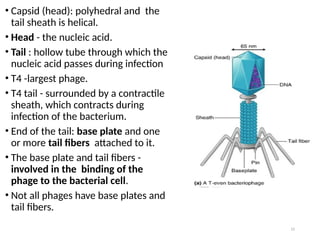 Structures and classification of viruses | PPTX