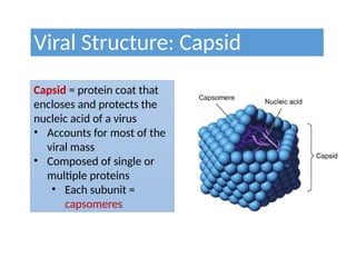 Structures and classification of viruses | PPTX
