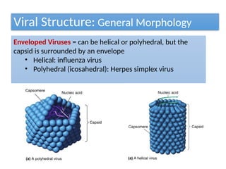 Structures and classification of viruses | PPTX