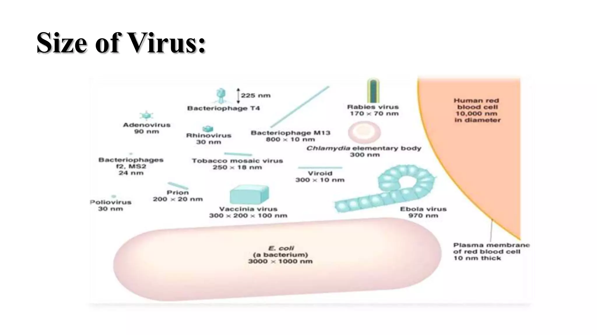 Virus classification by kainat ramzan | PPT
