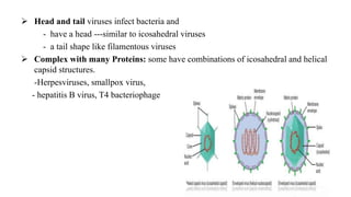 Virus classification by kainat ramzan | PPT