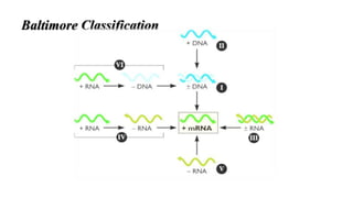 Virus classification by kainat ramzan | PPT