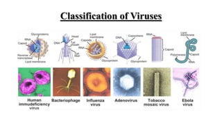 Virus classification by kainat ramzan | PPT