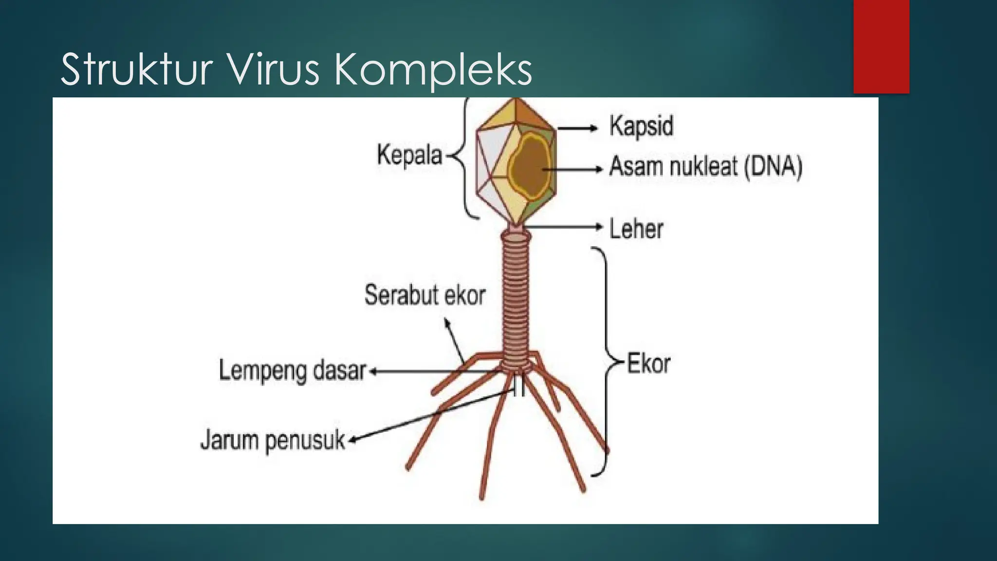 VIRUS DAN PERANANNYA DALAM KEHIDUPAN.pptx