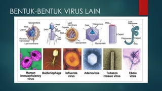 VIRUS DAN PERANANNYA DALAM KEHIDUPAN.pptx