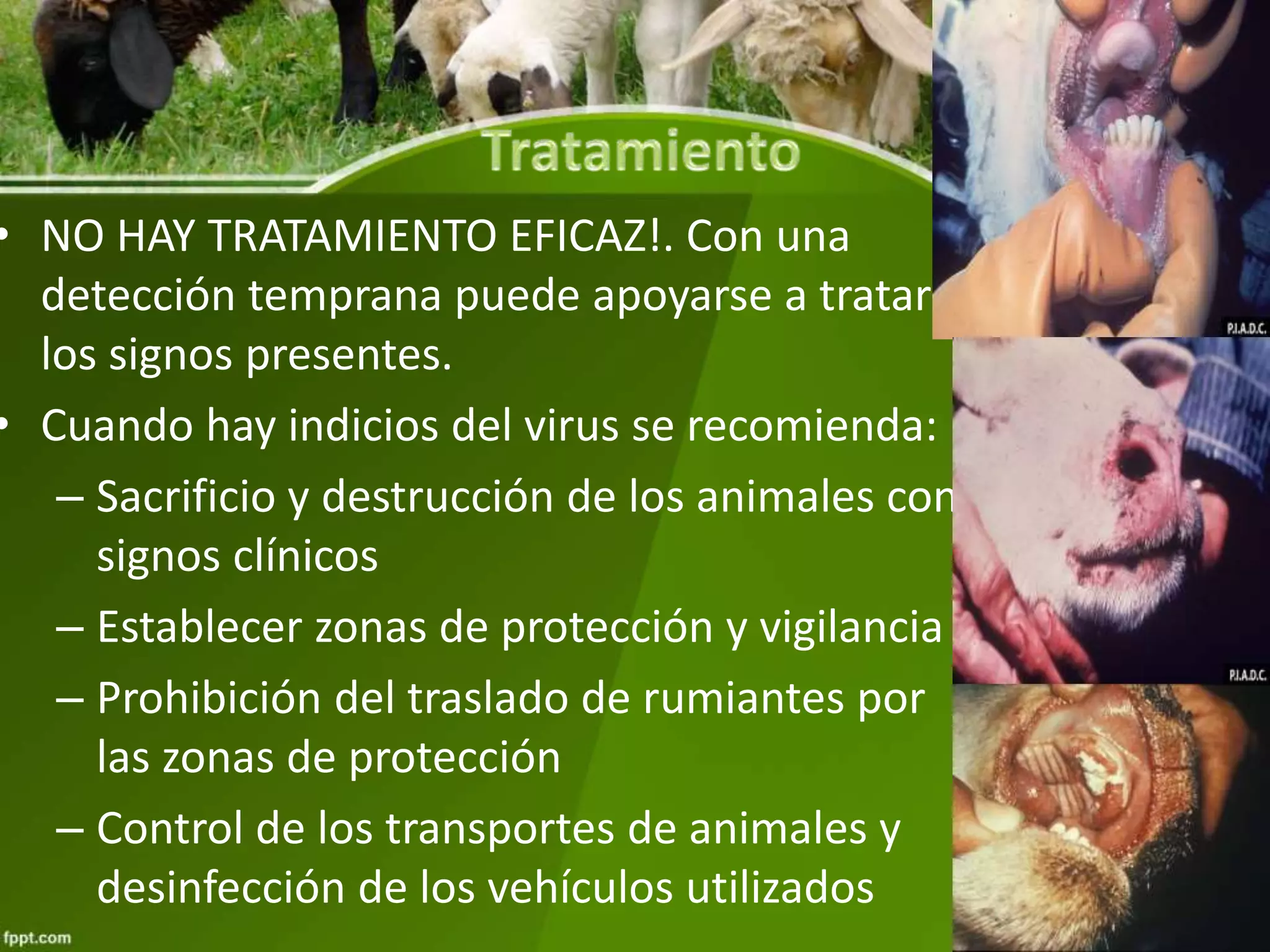 Virus de la lengua azul | PPT