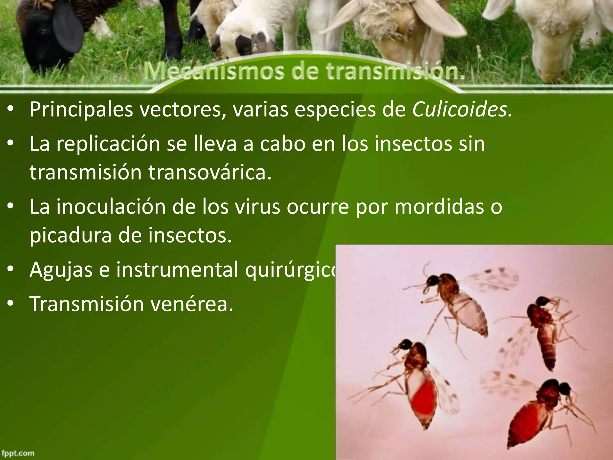 Virus de la lengua azul | PPT
