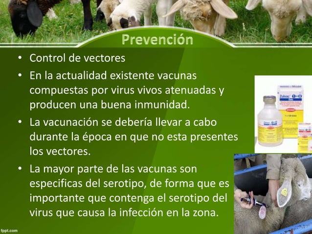 Virus de la lengua azul | PPT