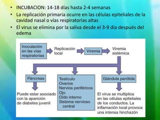 Virus de la parotiditis | PPTX