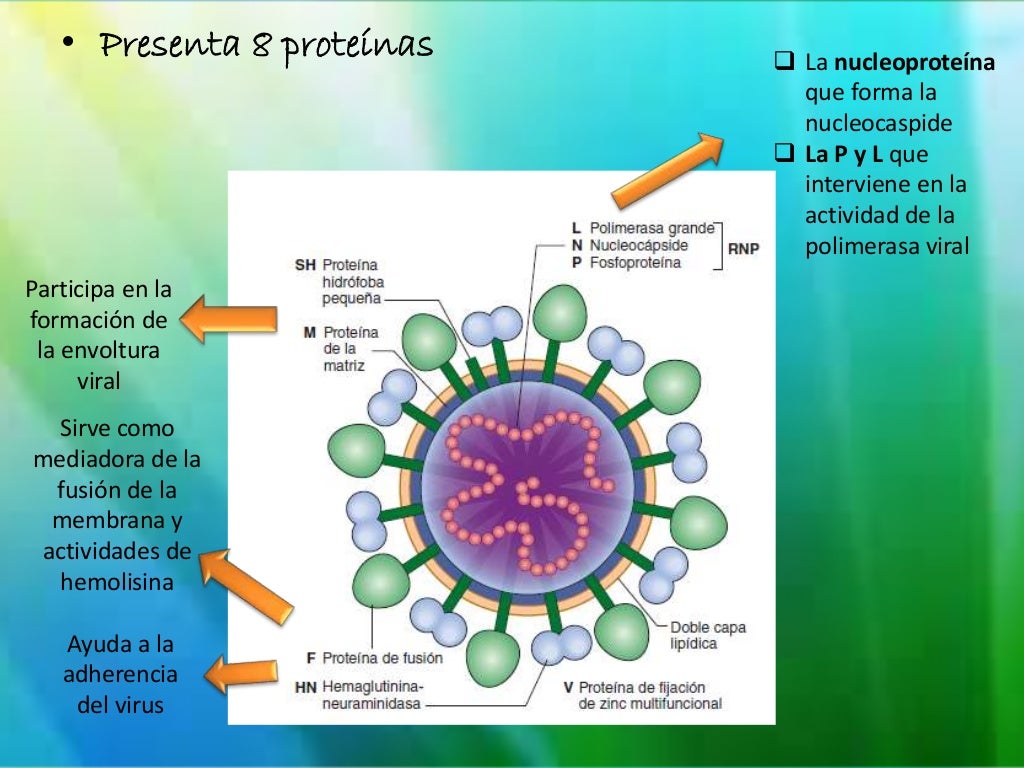 Virus de la parotiditis