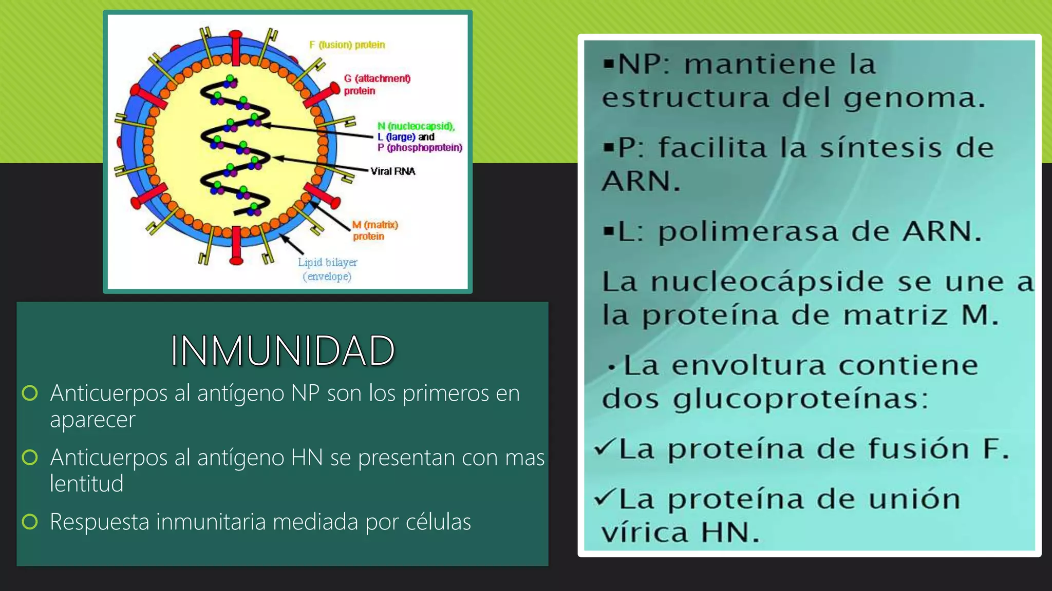 Virus de la parotiditis | PPT