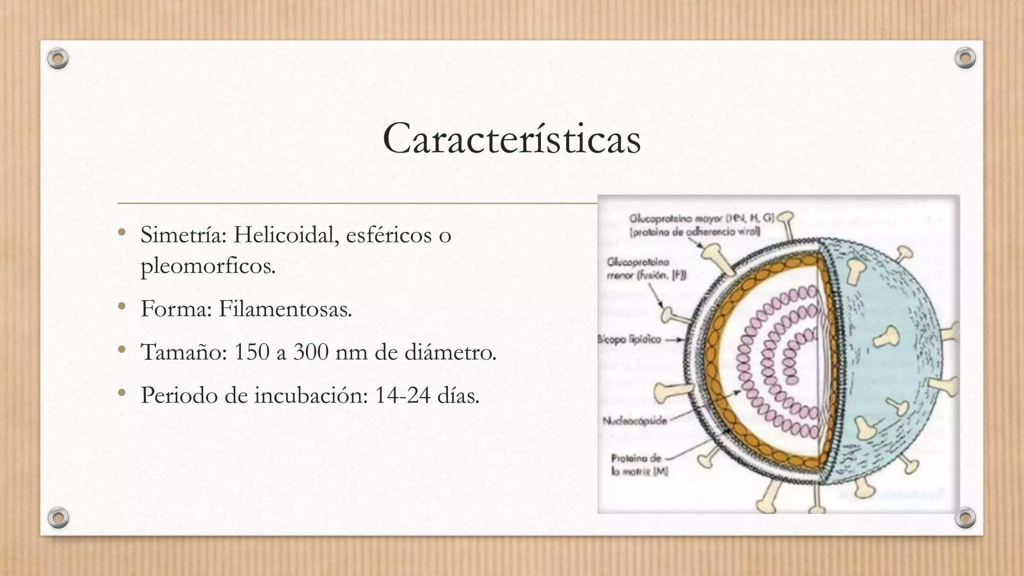 VIRUS DE LA PAROTIDITIS.pptx