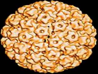 Virus del papiloma humano | PPTX