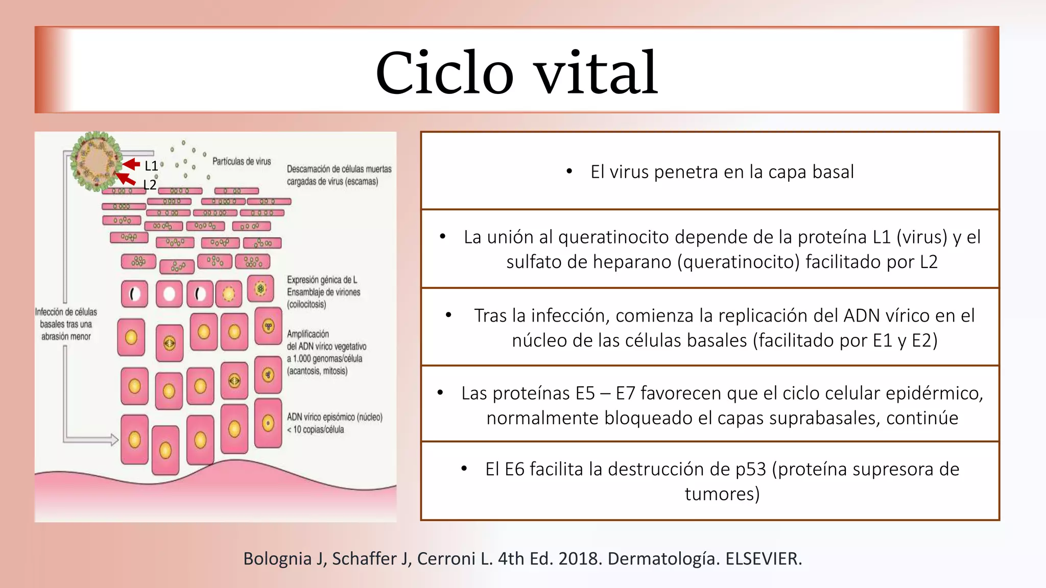 Infección por el Virus del Papiloma Humano (VPH): Verrugas Cutáneas y ...