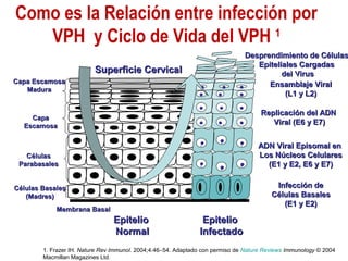 Virus de papiloma humano | PPT
