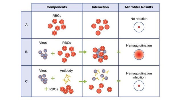 Virus detection identification | PPTX | Infectious Diseases | Diseases ...