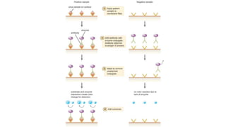 Virus detection identification | PPTX