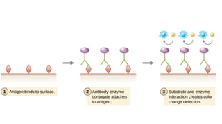 Virus detection identification | PPTX