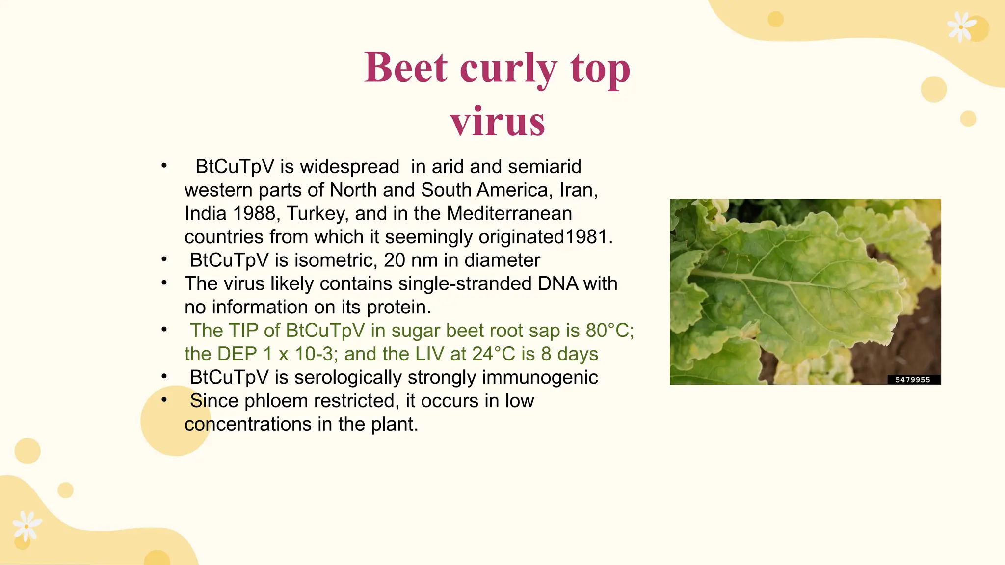 virus diseases of sugar beet (virology) .pptx