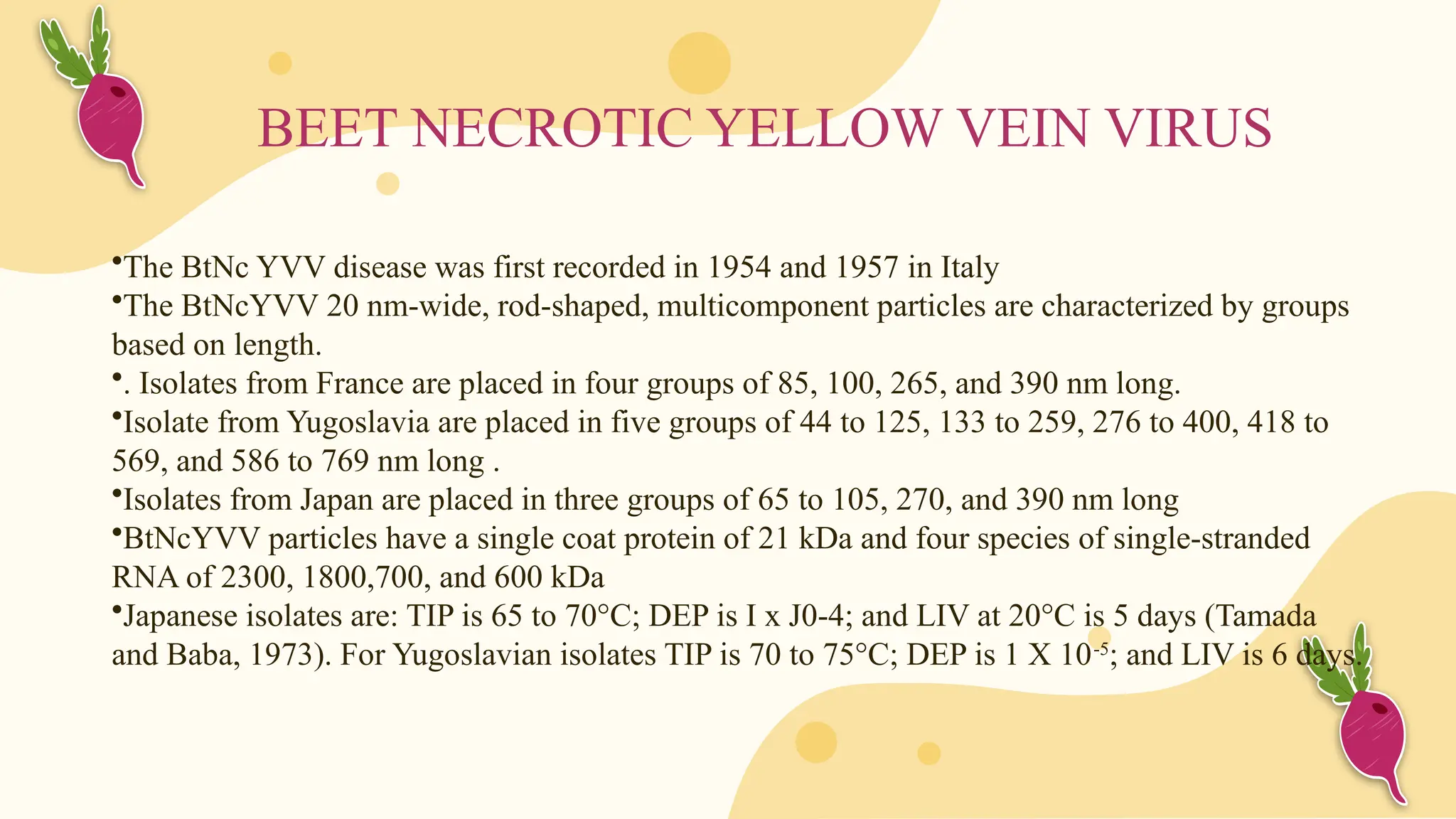 virus diseases of sugar beet (virology) .pptx