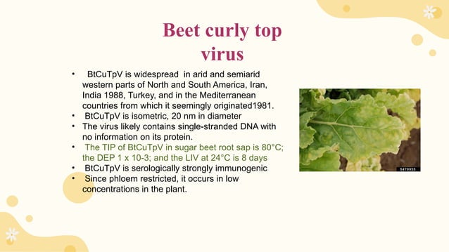 virus diseases of sugar beet (virology) .pptx | Gardening | Home & Garden