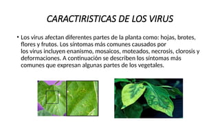 VIRUS EN LAS PLANTAS SINTOMAS QUE OCACIONAN | PPTX