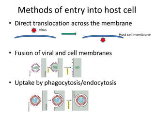 Viruses | PPTX