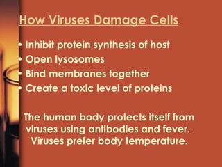 Viruses | PPT