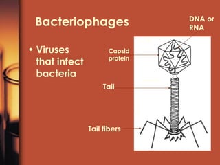 Viruses | PPT