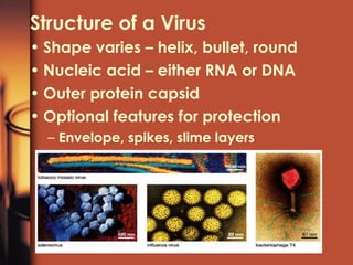 Viruses | PPT