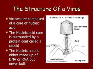 Viruses | PPT