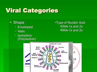 Viruses | PPT
