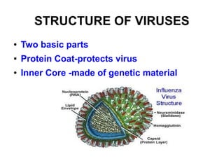 Viruses | ODP