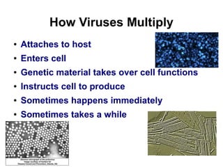Viruses | ODP