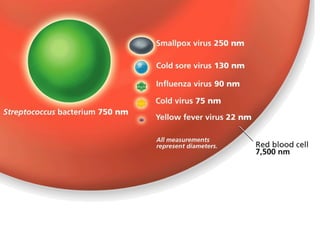 Viruses | PPT