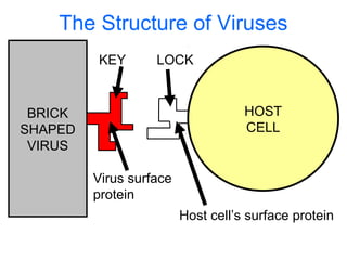 Viruses | PPT