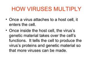 Viruses | PPT