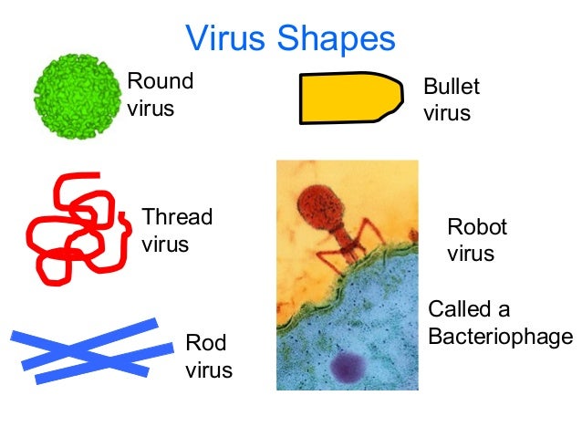 Viruses