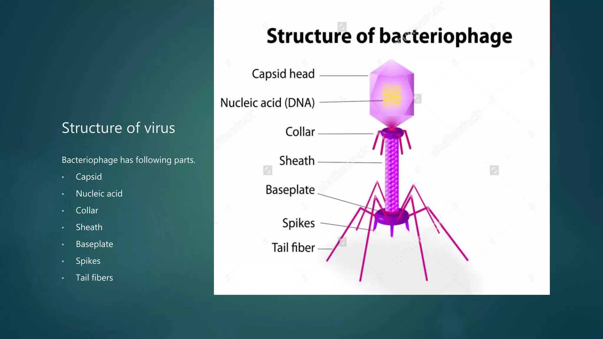 Viruses | PPTX