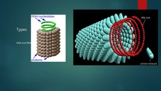 Viruses | PPTX