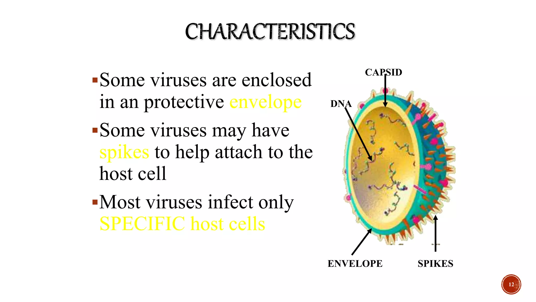 Viruses-size,shape & types | PPTX