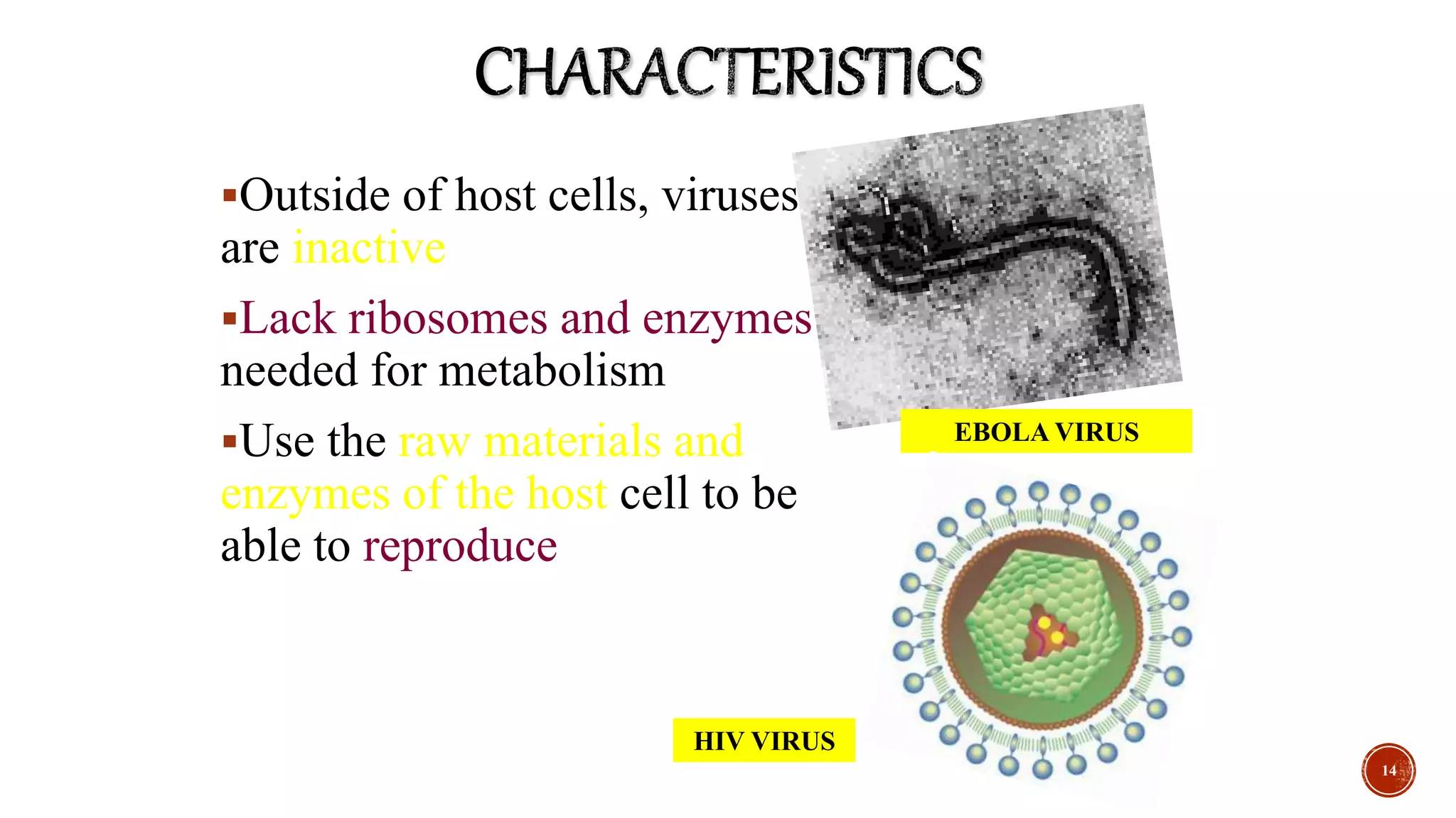 Viruses-size,shape & types | PPTX