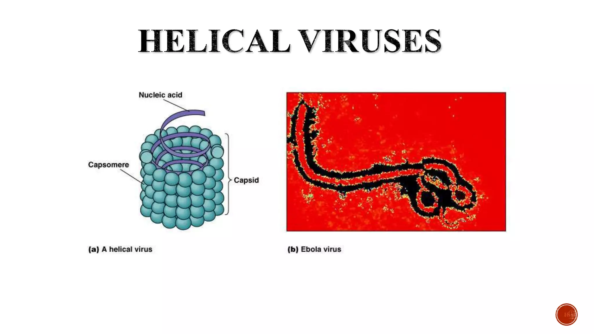 Viruses-size,shape & types | PPTX