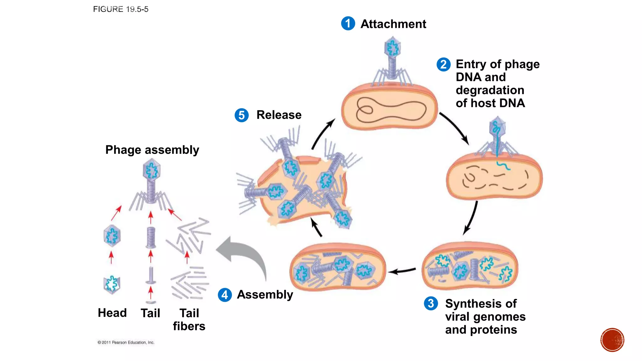 Viruses-size,shape & types | PPTX
