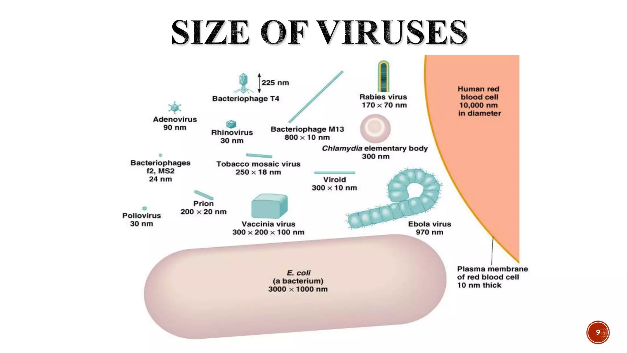 Viruses-size,shape & types | PPTX