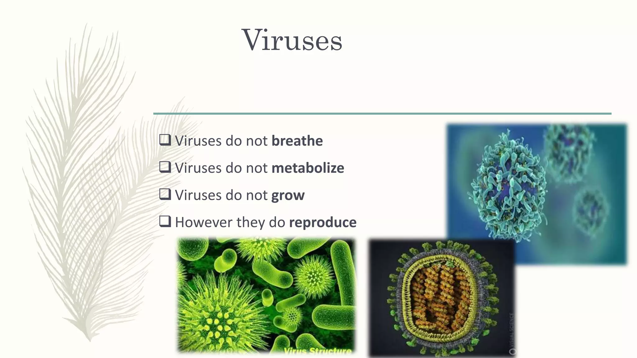 Viruses | PPT